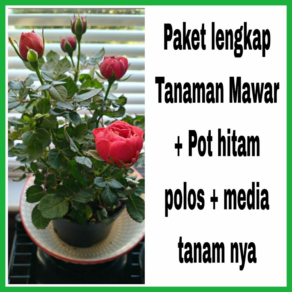 Jual Tanaman mawar hidup + pot hitam polos + media tanam (paket lengkap ...