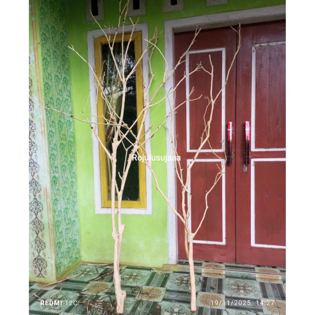 Jual Dekorasi Ranting kayu hutan kuat elastis sudah kupas halus ...
