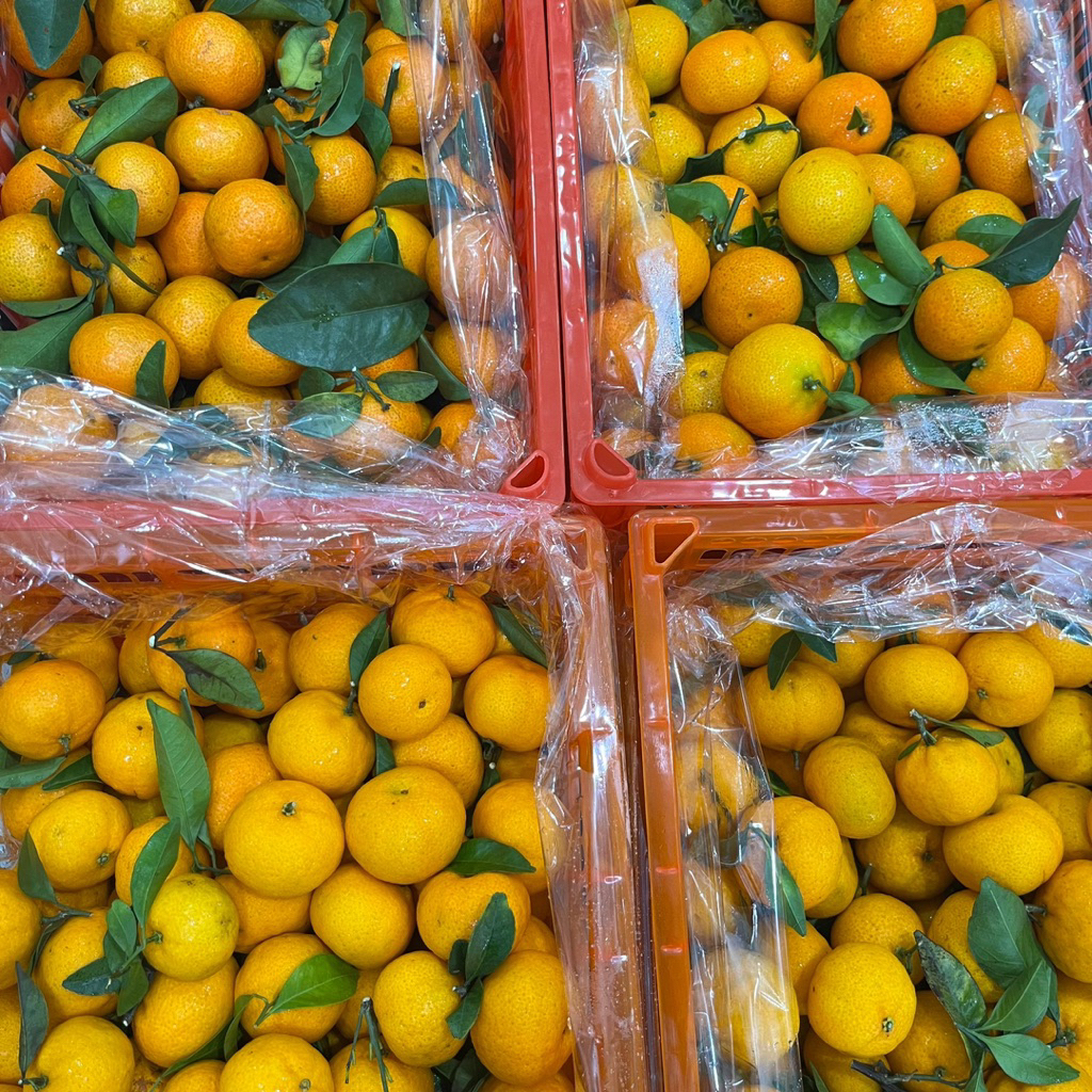 Jual JERUK SHANTANG MANIS SEGAR FRESH | NONBIJI MINI MANDARIN KULIT ...