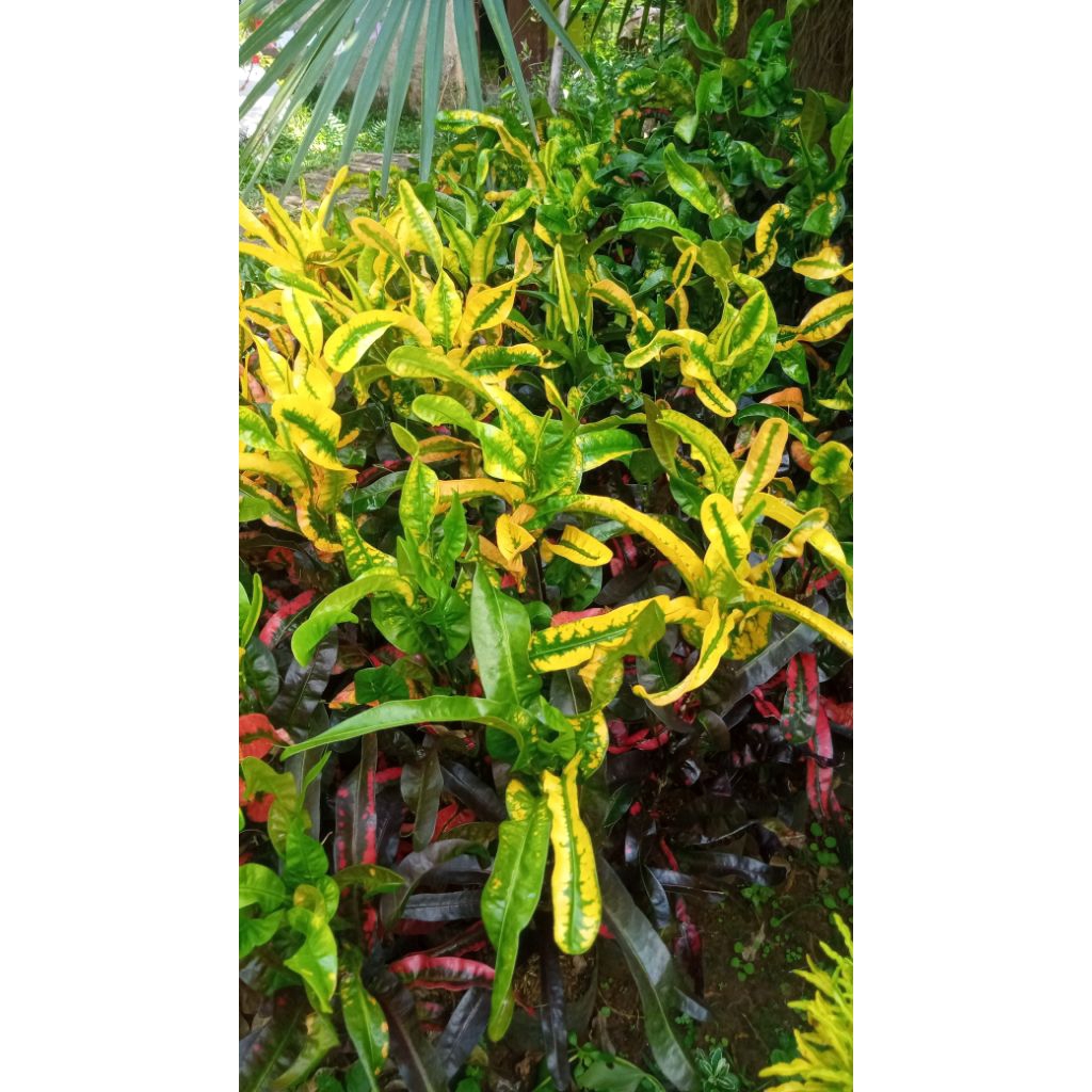 Jual Tanaman Puring Cakwe Paket 5pcs|Bonus 2 Tanaman | Shopee Indonesia