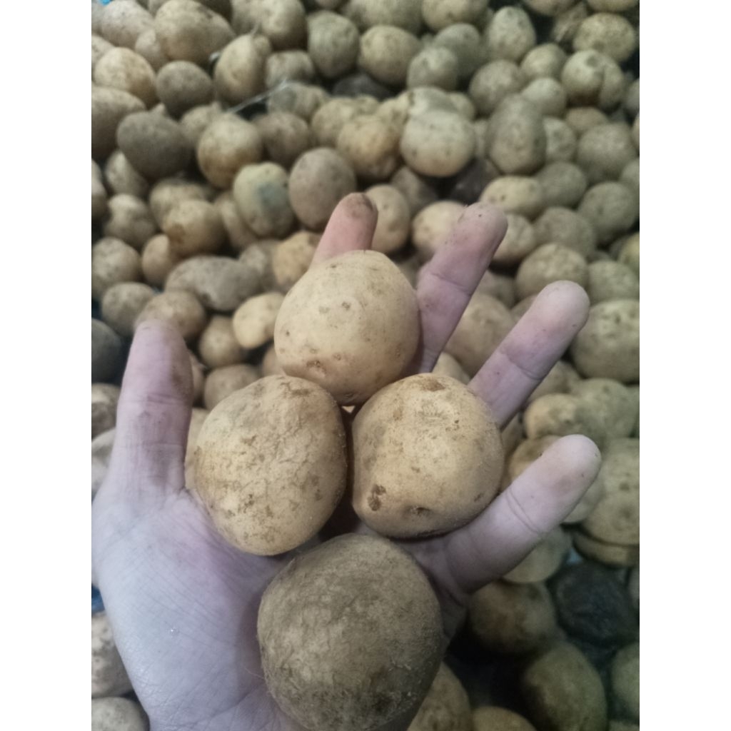 Jual kentang DN fresh premium hasil dari gunung | Shopee Indonesia