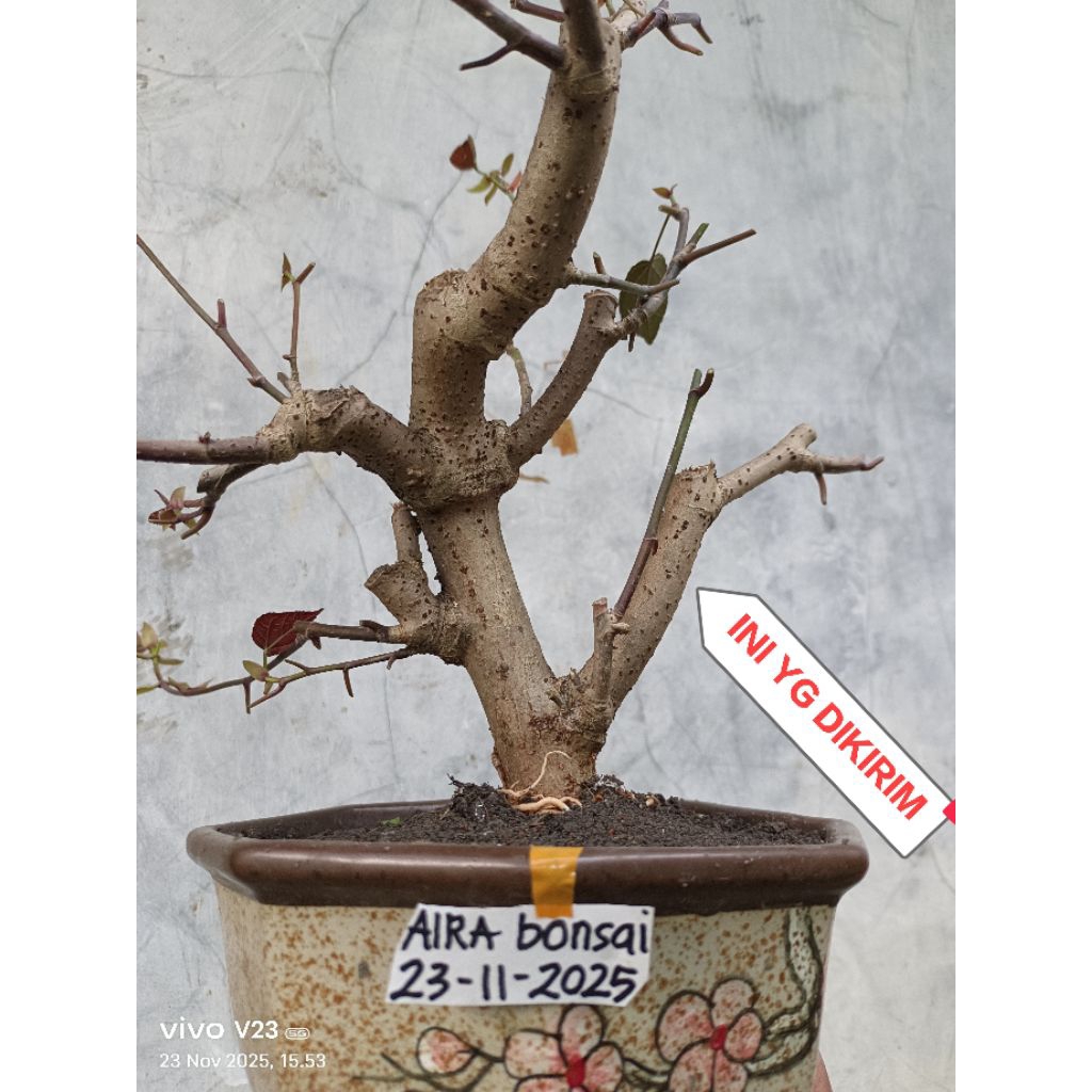 Jual bahan bonsai waru merah | Shopee Indonesia