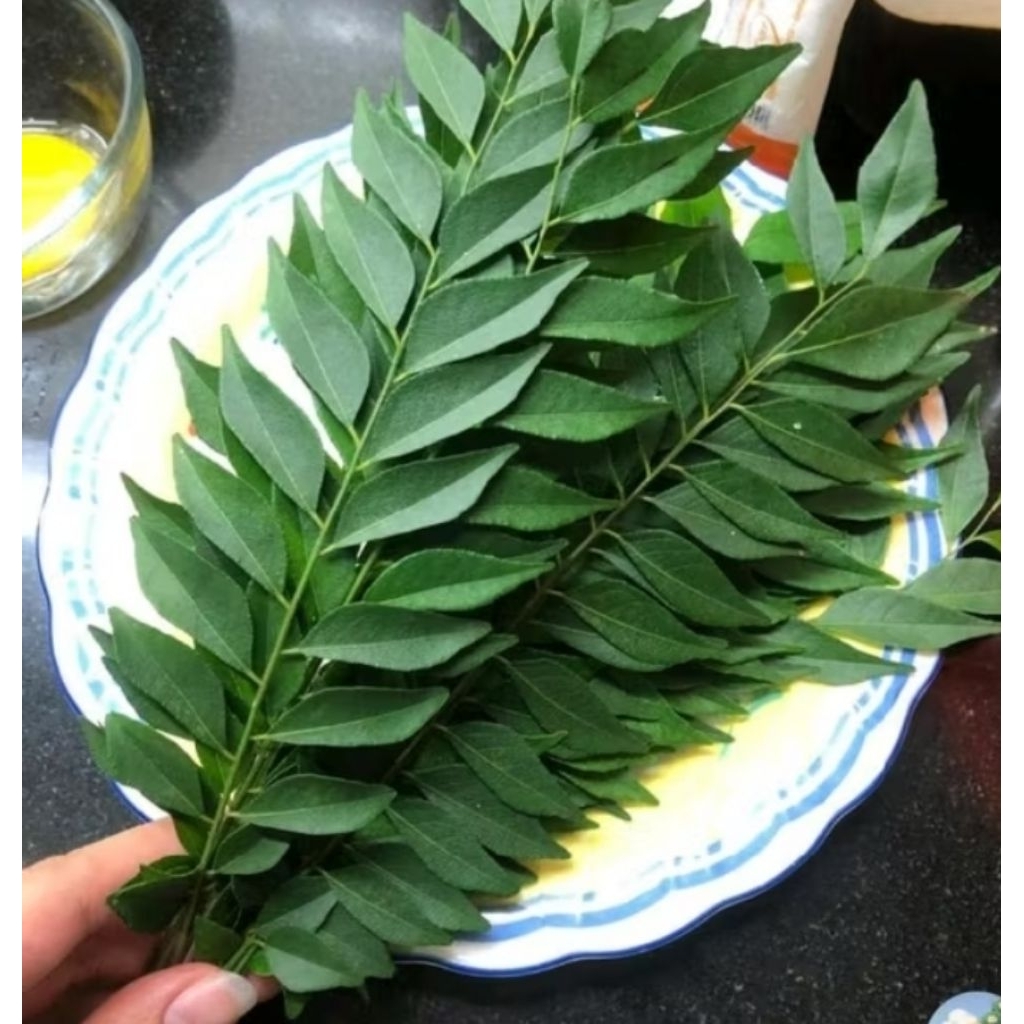 Jual daun kare kari salam koja fresh 250 gram daun kemuruy | Shopee ...