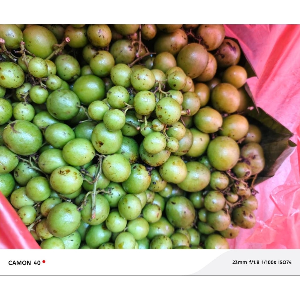 Jual BUAH JATAKE GANDARIA | Shopee Indonesia