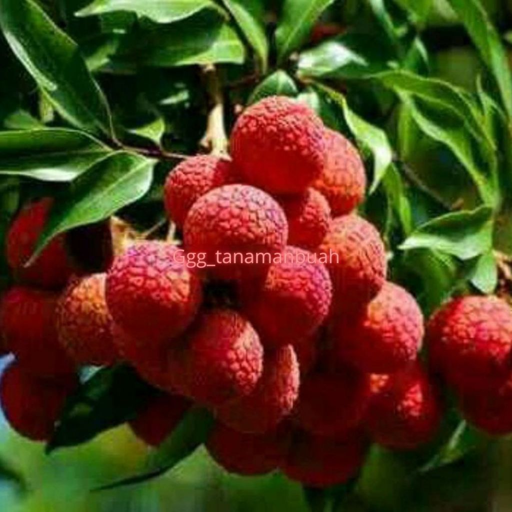 Jual Buah Leci Terlengkap & Harga Terbaru April 2026 | Shopee Indonesia