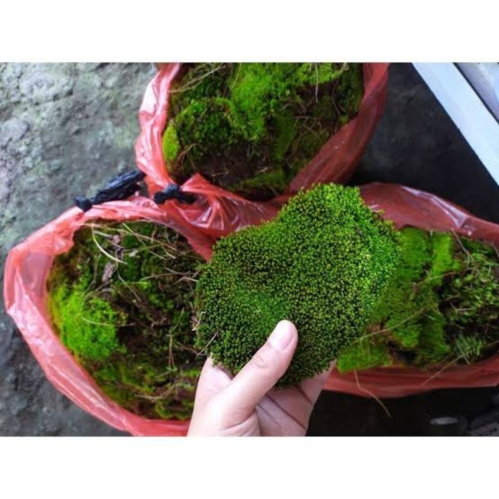 Jual lumut hidup lumut lempang lumut tanah media pot 1kg | Shopee Indonesia