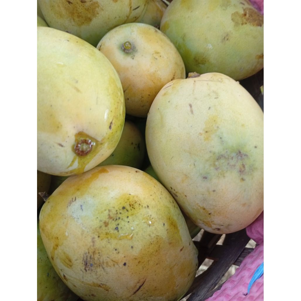Jual BUAH MANGGA MATANG INDRAMAYU ATAU CENGKIR 1KG | Shopee Indonesia