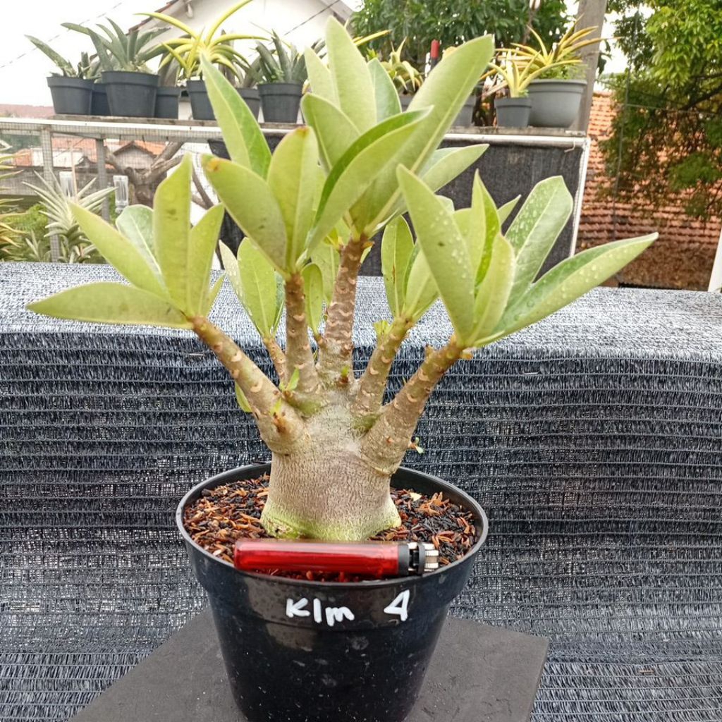 Jual Adenium Kalamae Karakter Hitam #4 | Shopee Indonesia