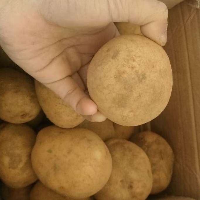 Jual kentang super ukuran sedang,isi 10-12 butir | Shopee Indonesia