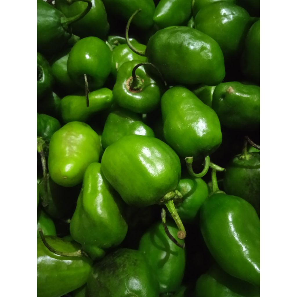 Jual cabe gendot seger murah 500g | Shopee Indonesia