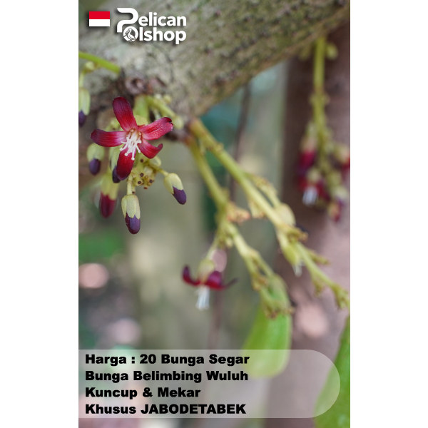 Jual Belimbing Wuluh 20 Bunga Segar Averrhoa Bilimbi C Asli fresh NON ...