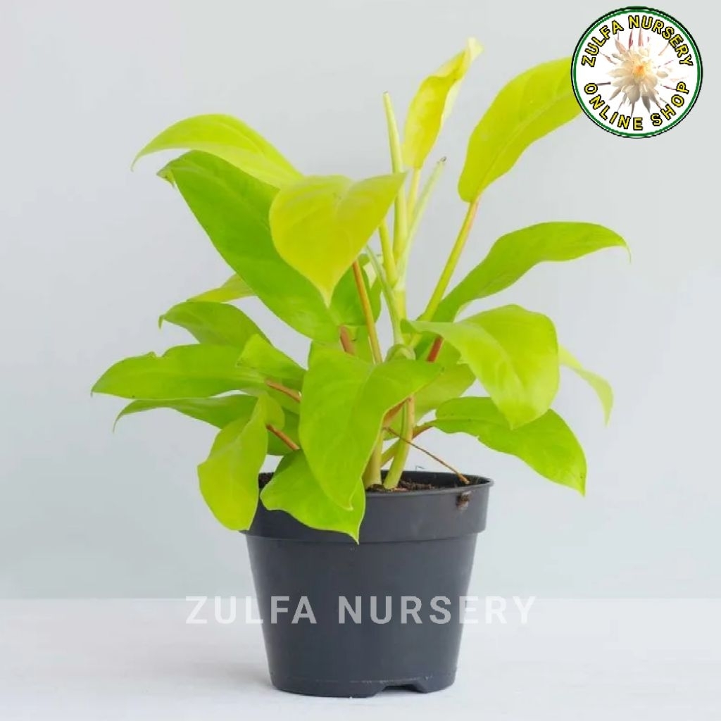 Jual Pohon Philo Golden Tanaman Hias Pilogolden Tanaman Indoor Dan ...