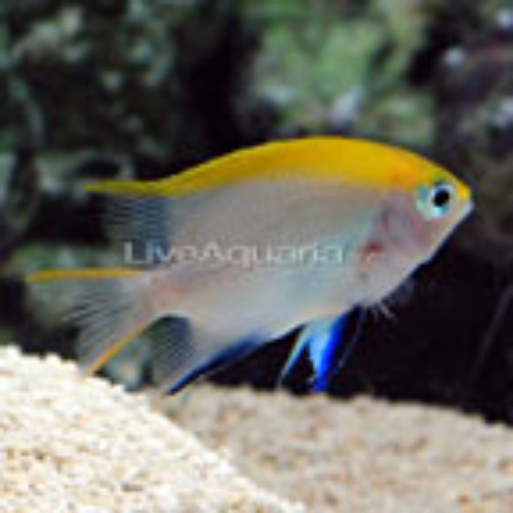 Jual Ikan Hias Air Laut Betok Dasi Biru (Bluefin Damselfish) | Shopee ...