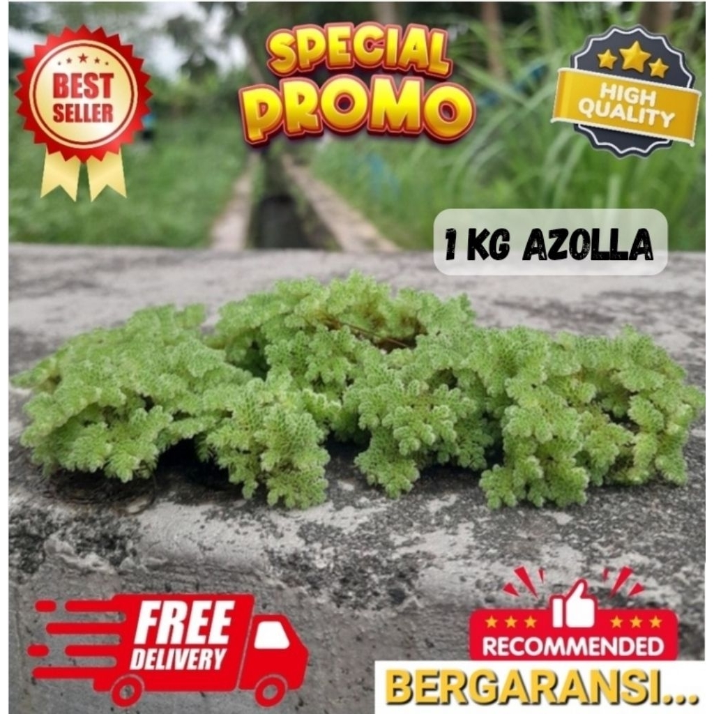 Jual Bibit Azolla super 1kg (BERGARANSI), pakan unggas & perikanan ...