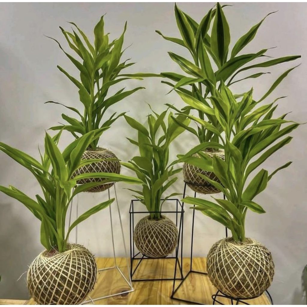 Jual Pohon Sri Rejeki Kuning / Bambu Hoki Tanaman Hias Pohon Sri Rejeki ...