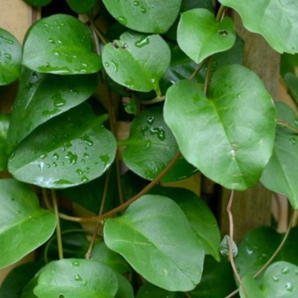 Jual Daun BINAHONG segar pilihan Stronix untuk obat tradisional ...