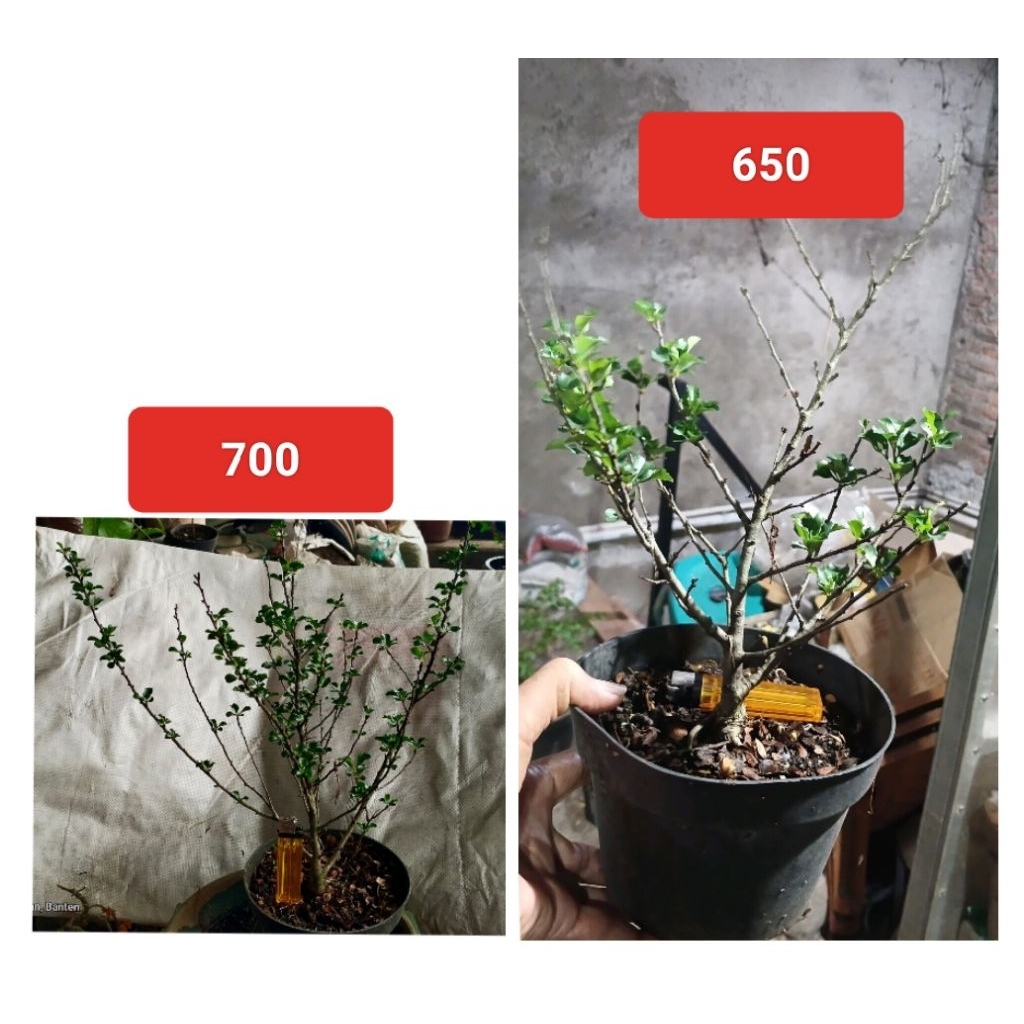 Jual Pohon Quince Bunga Merah/ Red Quince/ Chinese Quince | Shopee ...