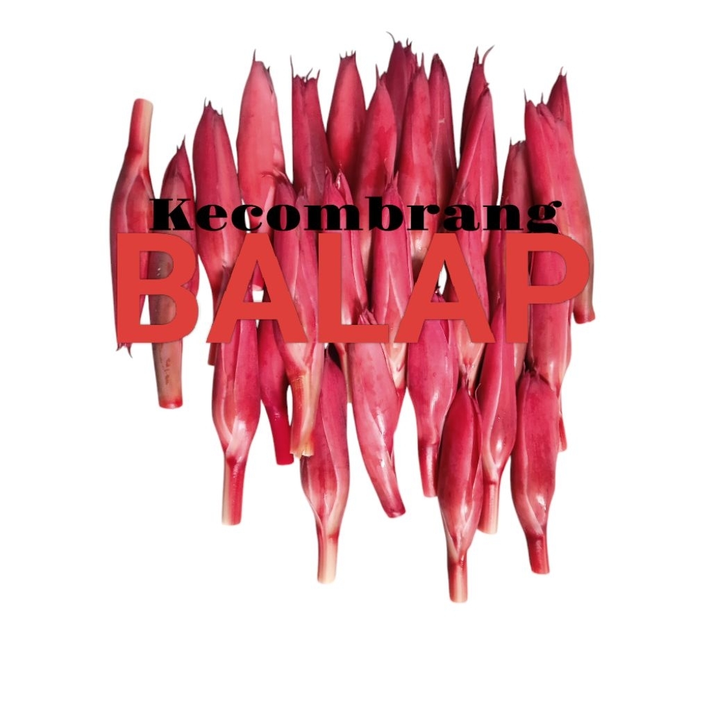 Jual Kecombrang Merah Segar - Batang Pendek, Kuncup Segar | Shopee ...