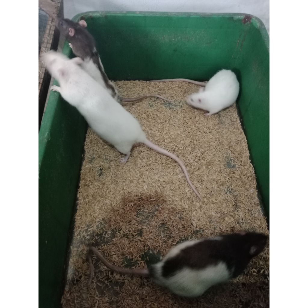 Jual Rat Afkir Tikus Putih Pakan Reptile Tikus Lab | Shopee Indonesia