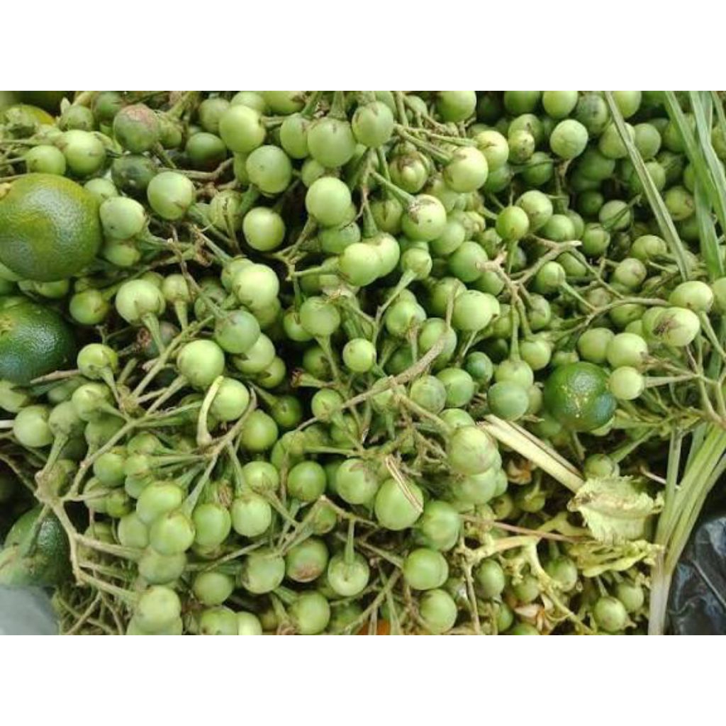 Jual buah tekokak cepokak takokak herbal fresh 1 kg | Shopee Indonesia