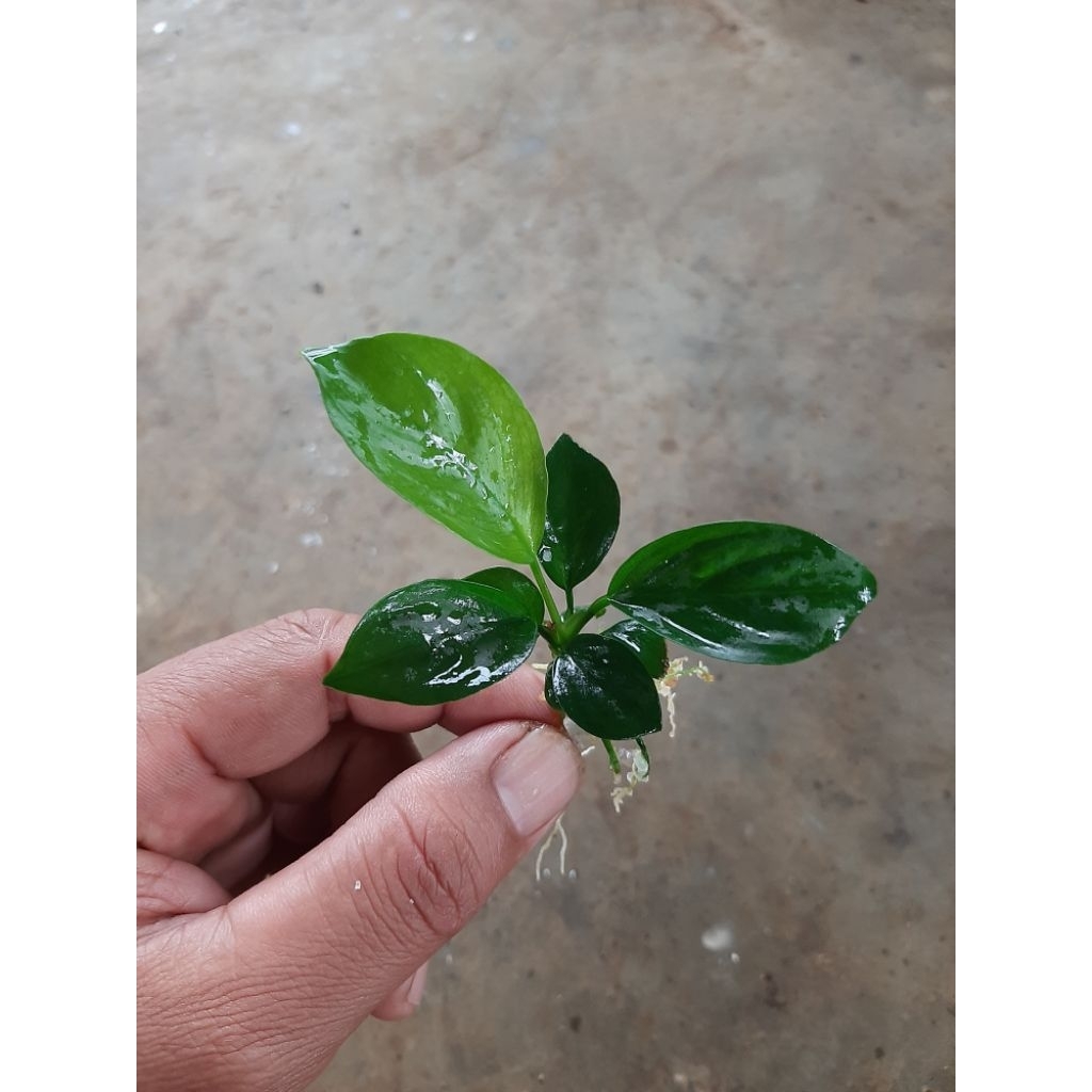 Jual Tanaman Aquascape | Anubias broadleaf | Tanaman Hias Air | Shopee ...