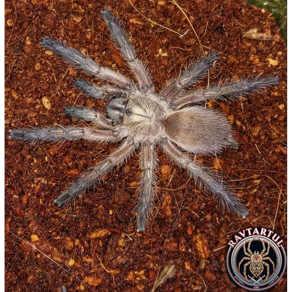 Jual DISPLAY tarantula " monocentropus balfouri " ( JUVENIL )--MICRORAV ...