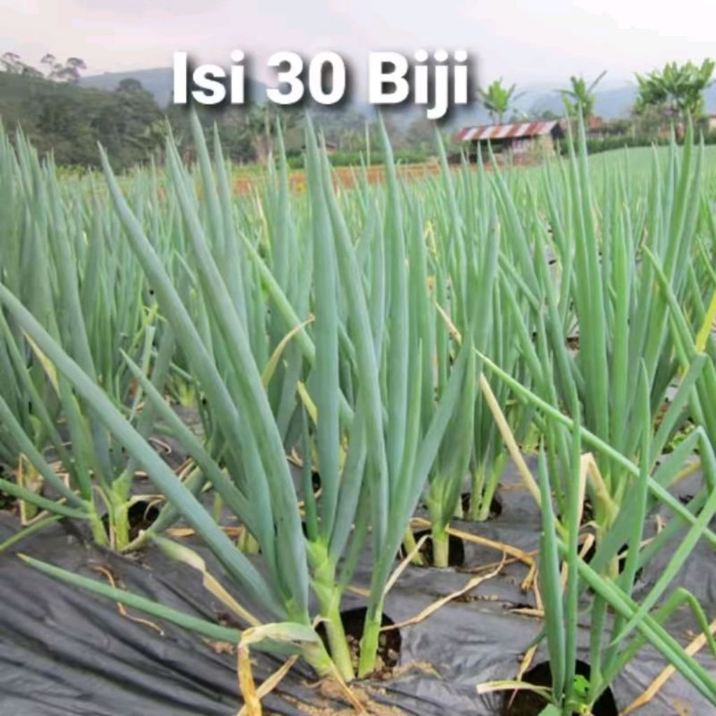 Jual Benih Bawang Daun Eceran Mewalik | Shopee Indonesia