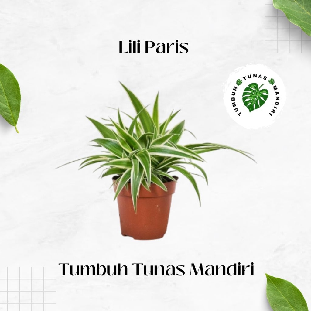 Jual Tanaman Hias Lili Paris Umbi Tanaman Indoor Tamanan bisa hidup di ...