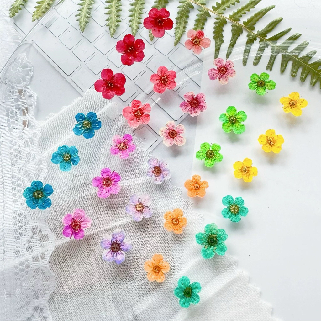 Jual Bunga Pulm Pressed Bunga Kering Resin Craft Art | Shopee Indonesia