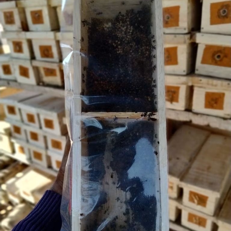Jual BIBIT SUPER Lebah Klanceng Leavi/Koloni Leaviceps/Klanceng/Kele ...