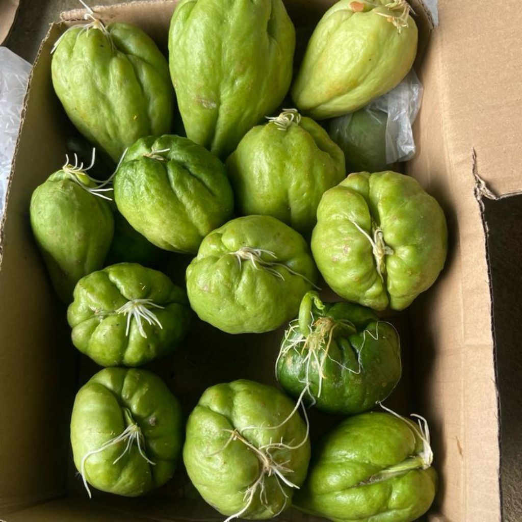 Jual TERLARIS Bibit Labu Siam PG Super / Bibit Waluh Cina / Bibit ...