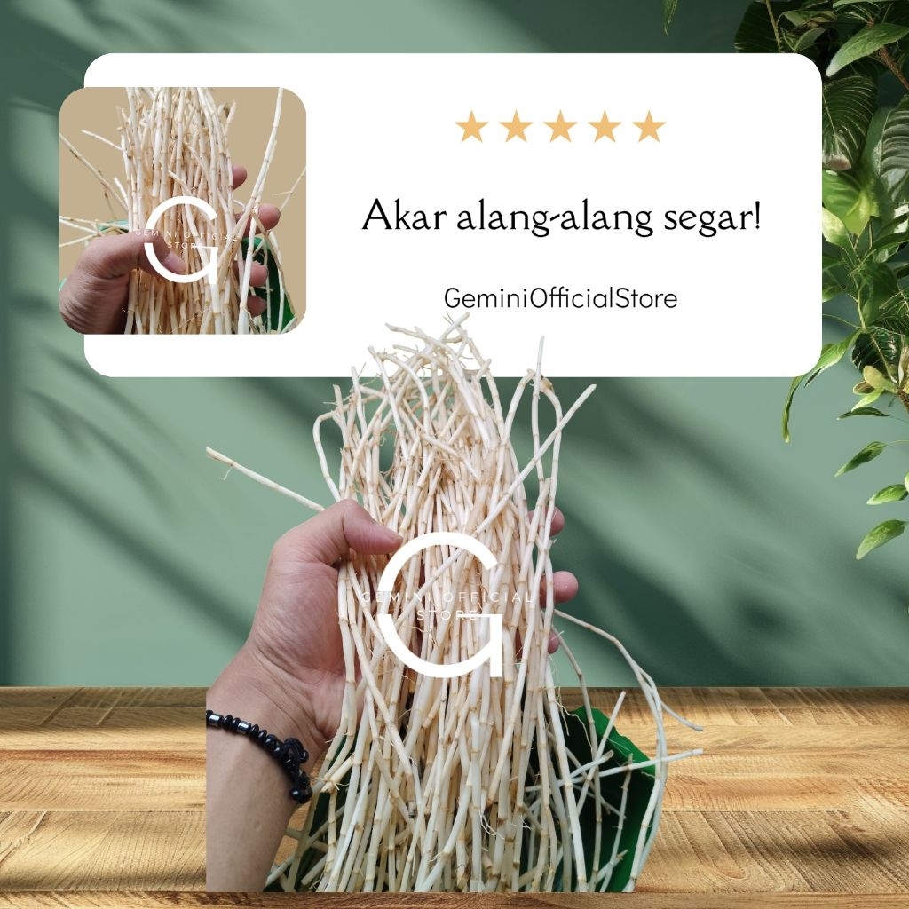 Jual Akar alang alang segar 100gram akar ilalang/eurih organikk ...