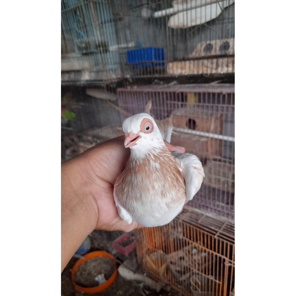 Jual BURUNG MERPATI HIAS WINA COKLAT satuan | Shopee Indonesia