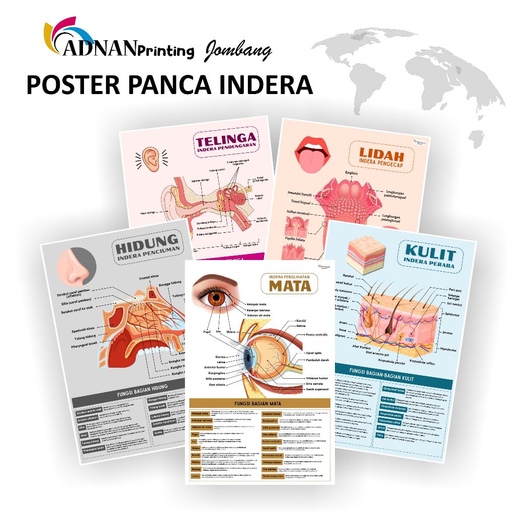 Jual Poster Edukasi Panca Indera - Belajar Anatomi Mata Hidung Telinga ...