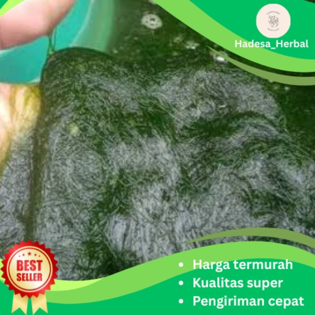 Jual Lumut hijau tua cocok untuk di budidaya/umpan/pakan ikan _200gram ...
