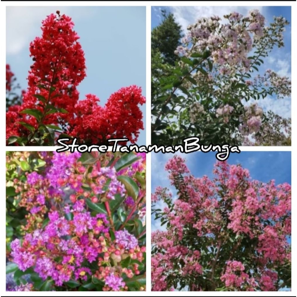 Jual (BISA COD) Tanaman Hias Pohon Bunga Sakura Jepang Bunga Merah ...