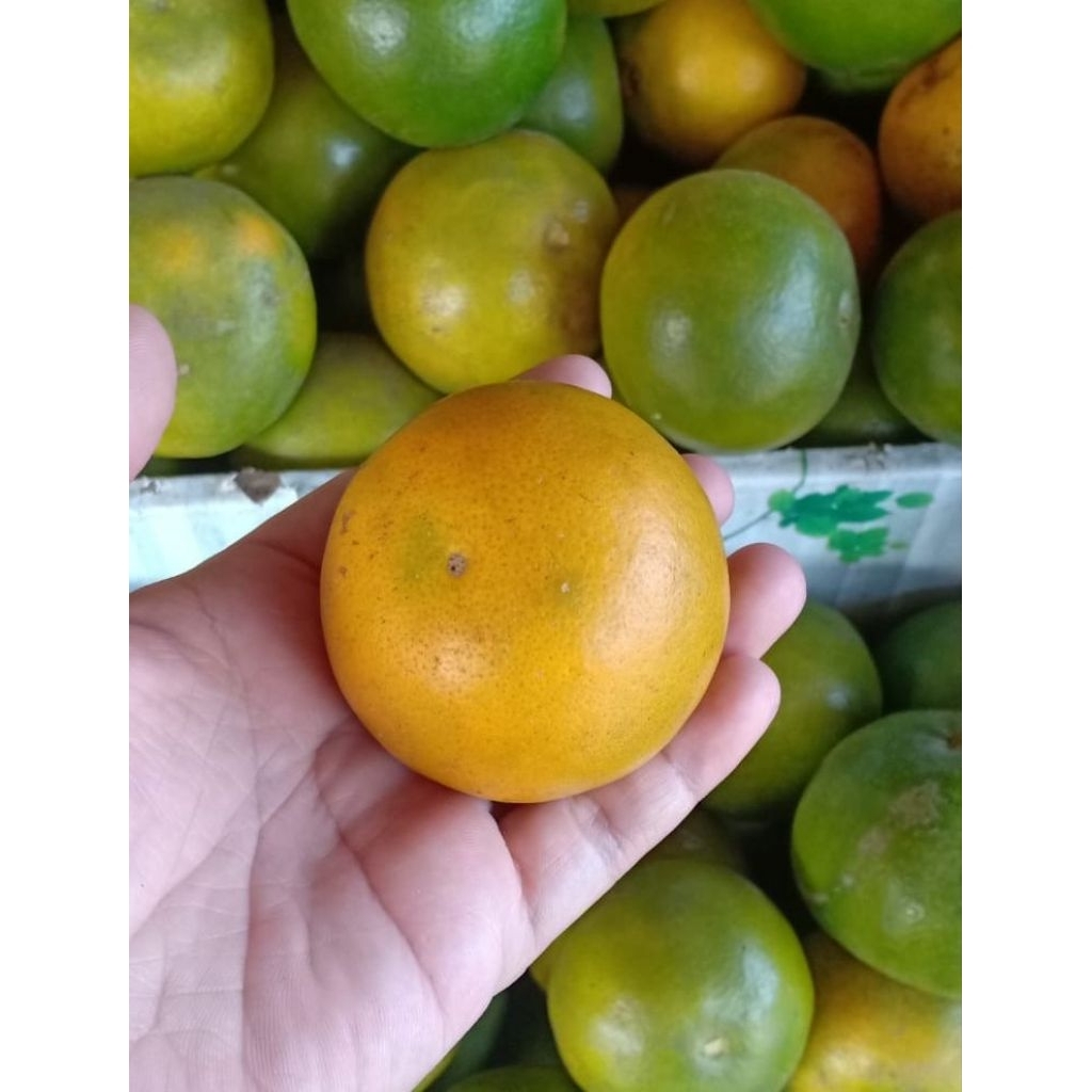 Jual Jeruk Siem madu malang fresh 1 kg | Shopee Indonesia