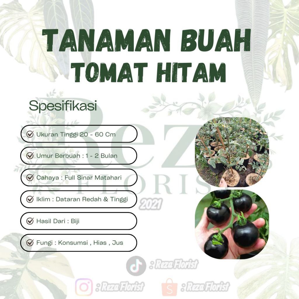 Jual Bibit Tanaman Sayur Tomat Hitam / Tomat Hias | Shopee Indonesia
