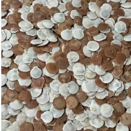 Jual Kerang Simping Seafood 1kg | Shopee Indonesia