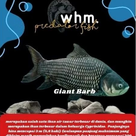 Jual Giant Barb Siamese 15-16cm ( Mainan Ikan) | Shopee Indonesia