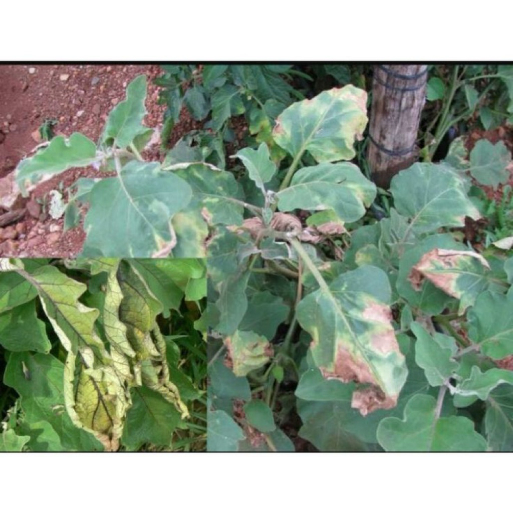 Jual SOLUSI AJAIB !! GMN Trichoderma Cornu Damae Isi 1kg | Shopee Indonesia