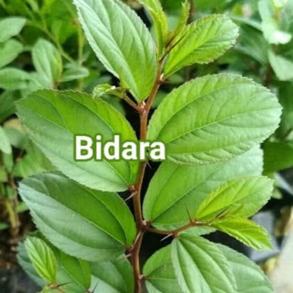 Jual daun bidara 100 g.petik langsung kemas. | Shopee Indonesia