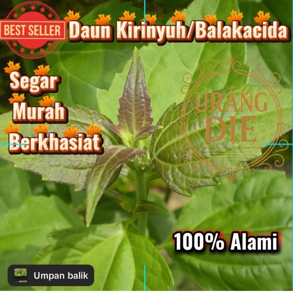 Jual Daun Kirinyuh Daun Balakacida Segar Herbal Alami berkhasiat ...