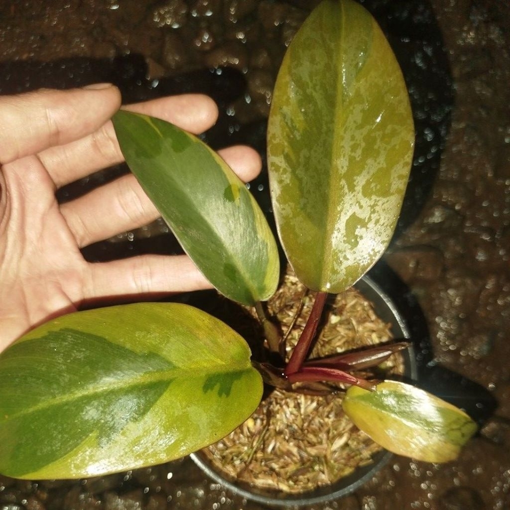 Jual Tanaman Philodendron Black Cardinal Variegata | Shopee Indonesia