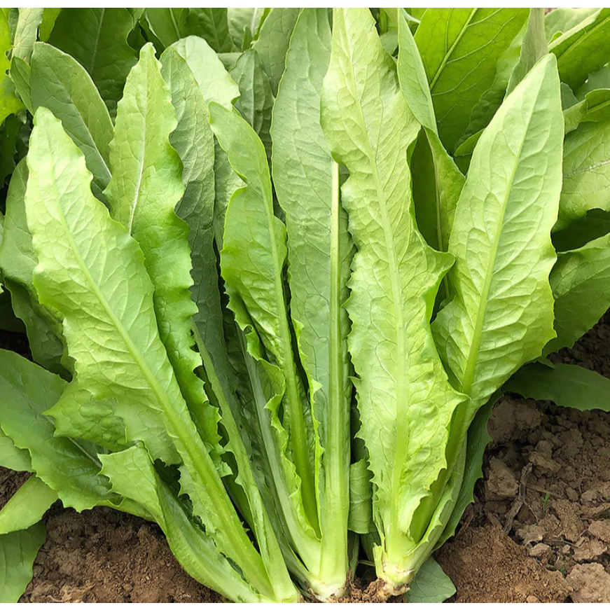 Jual MDN Benih Sayur Selada Siomak - Selada Wangi Siomak Hijau | Shopee ...