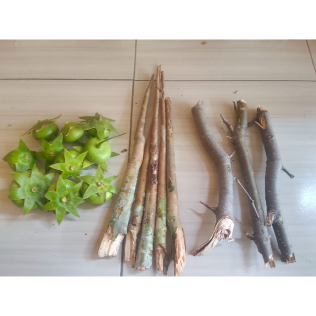 Jual PAKET MANGROVE PEDADA (AKAR,BATANG,BUAH) | Shopee Indonesia