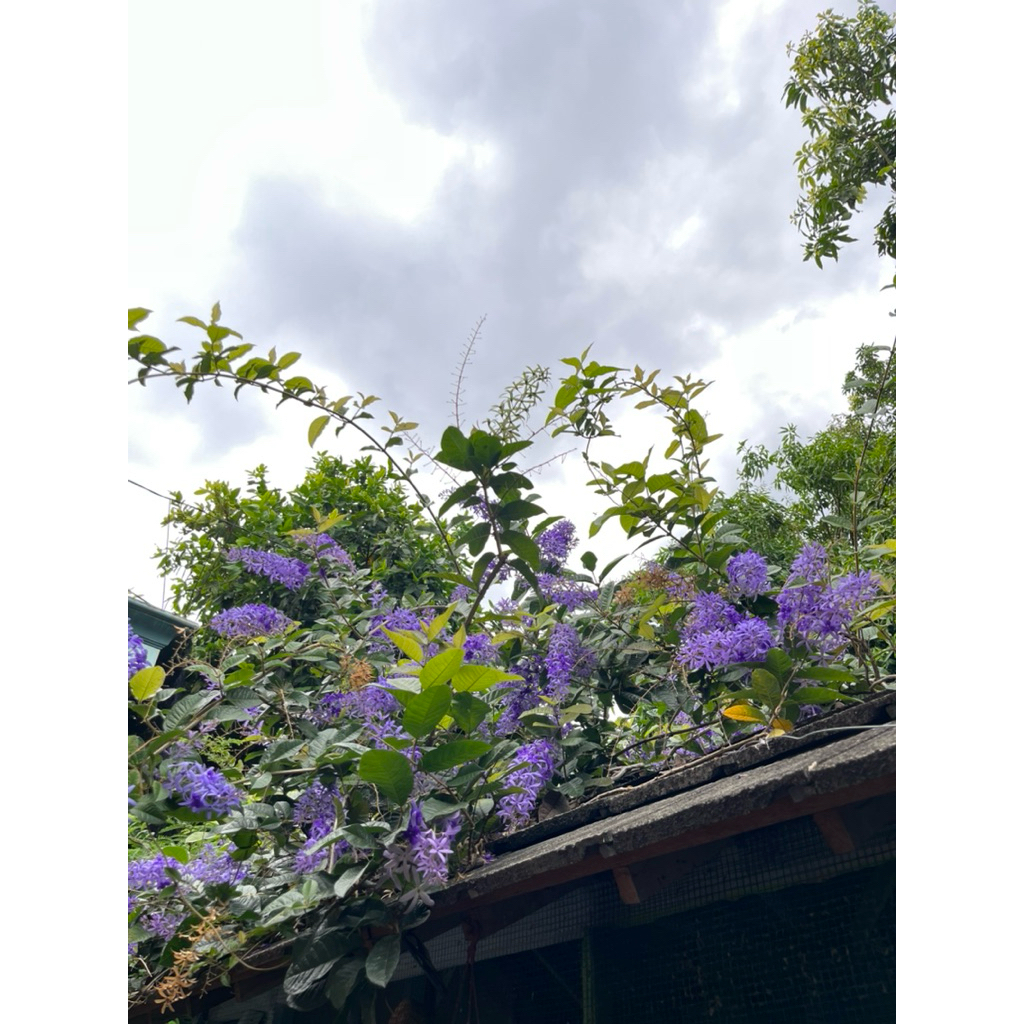 Jual Bibit Bunga Petrea Ungu (Petrea volubilis) | Shopee Indonesia
