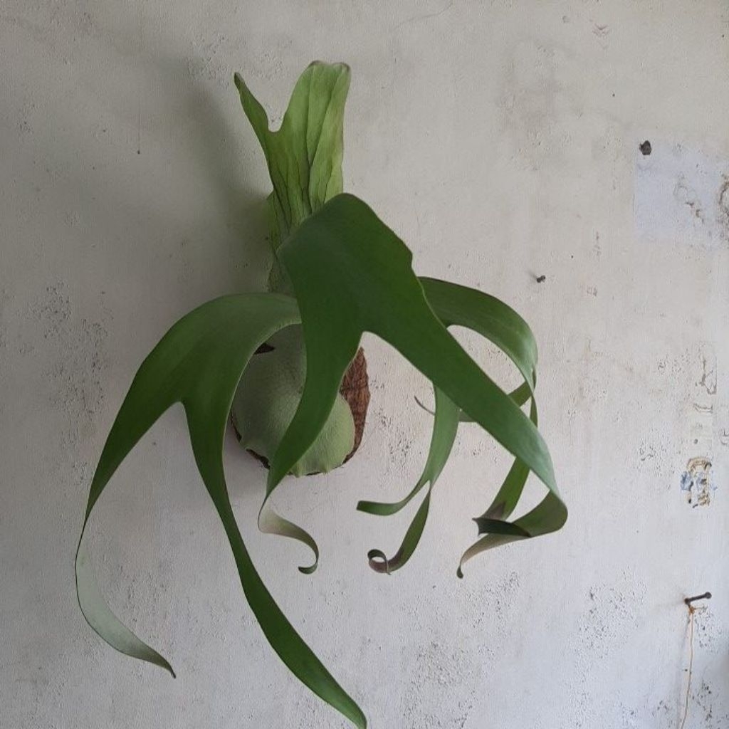 Jual simbar menjangan wilincki | Shopee Indonesia