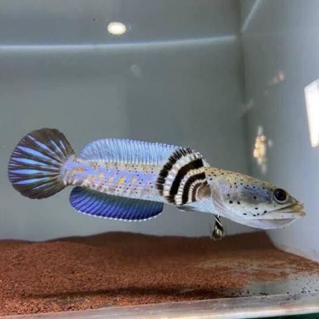 Jual Channa Blue Pulchra Ukuran 7-8 CM || Bahan Progress | Shopee Indonesia