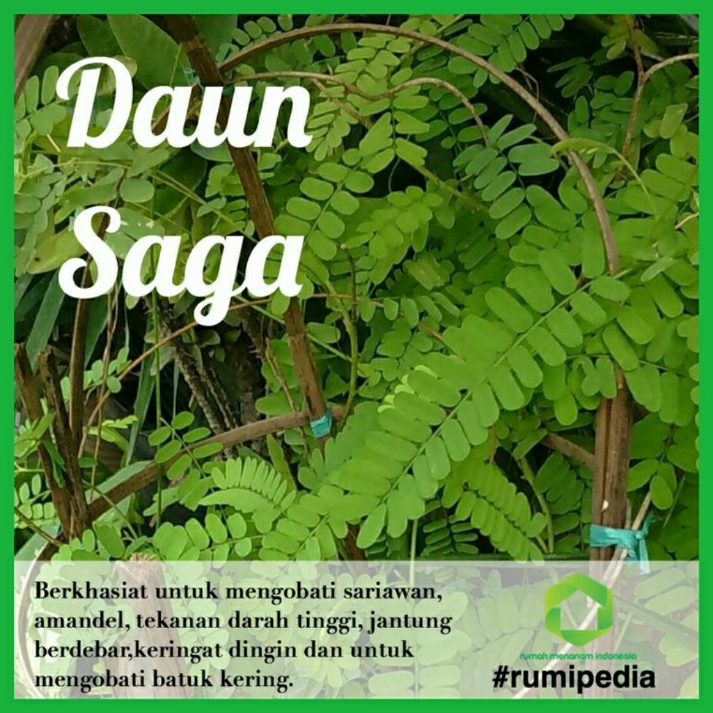 Jual Tanaman Herbal Daun Saga - Tanaman Toga Daun Saga - Pohon Saga ...